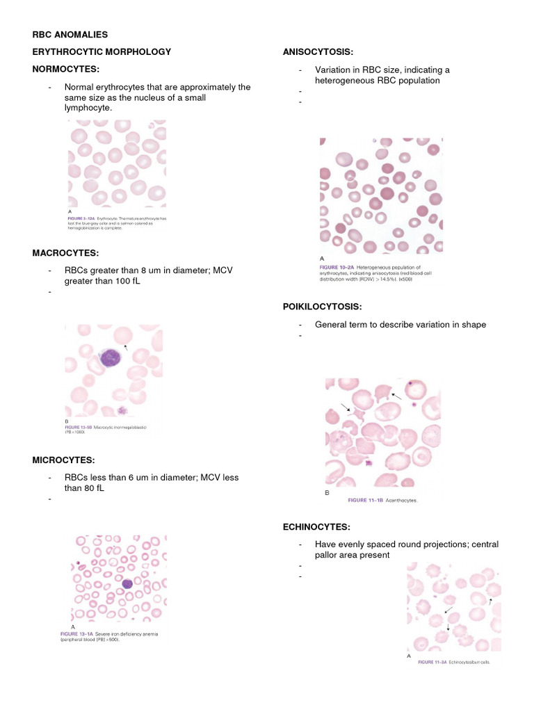 RBC ANOMALIES | PDF | Red Blood Cell | Biology
