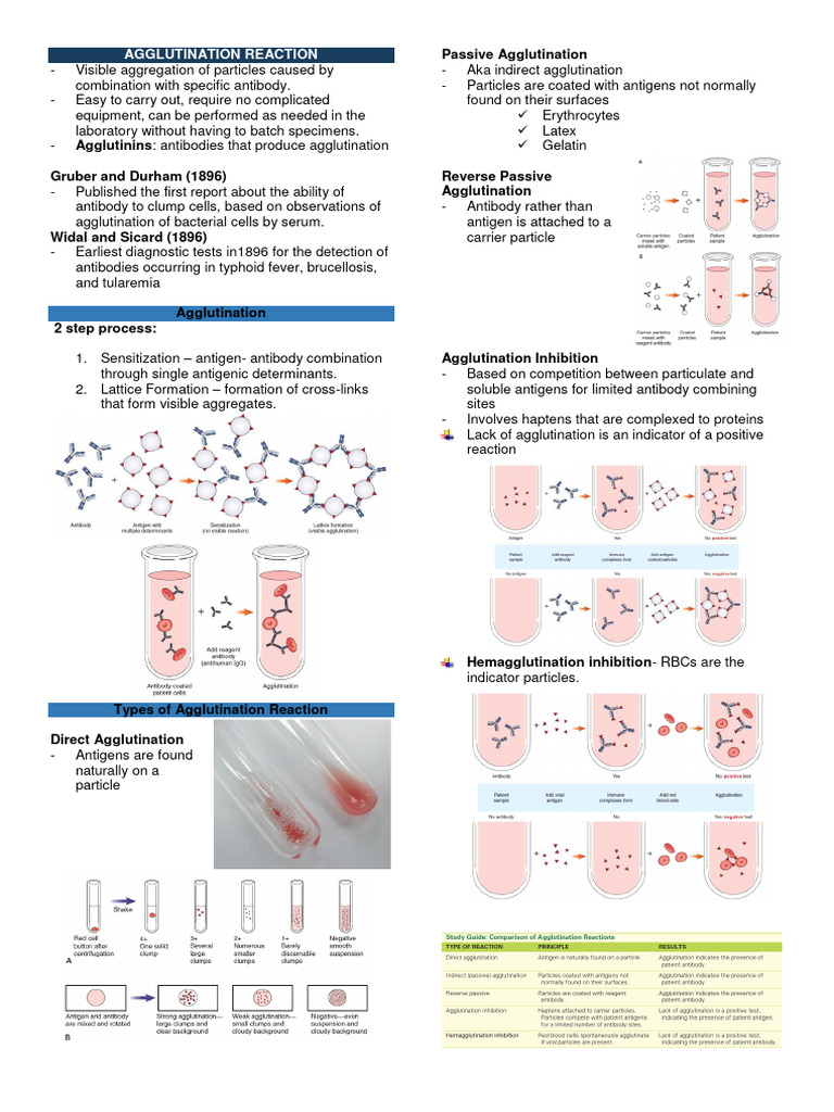 Agglutination, Molecular, Technique | PDF | Immunoassay | Polymerase ...