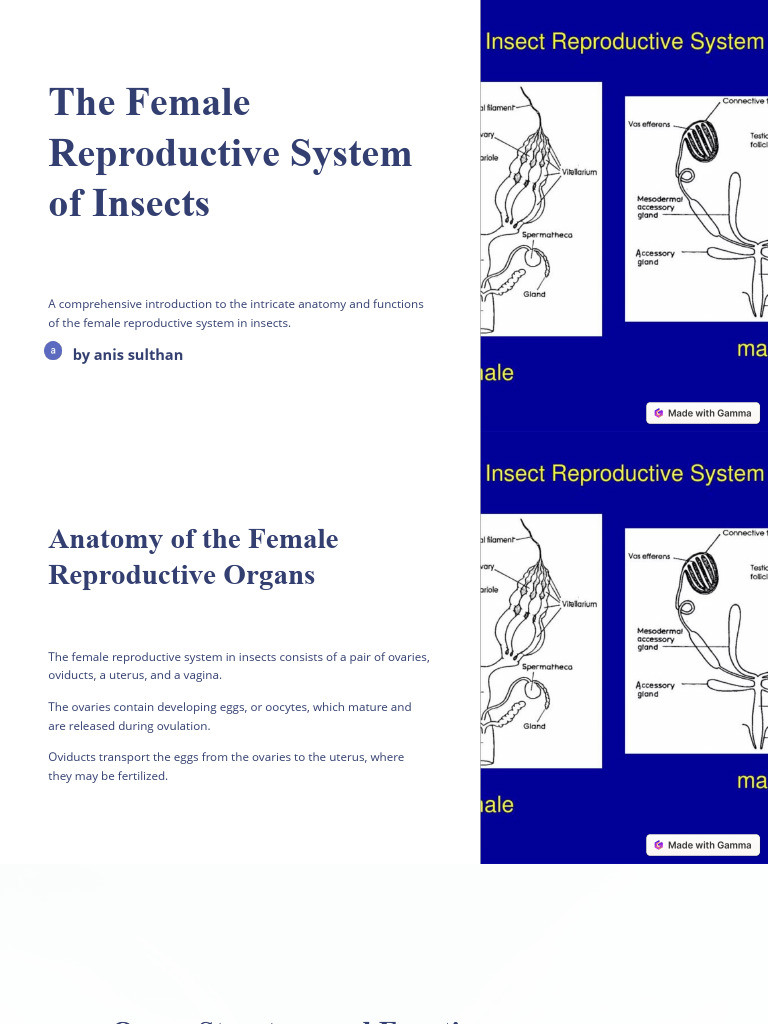 The Female Reproductive System of Insects | PDF | Ovary | Egg