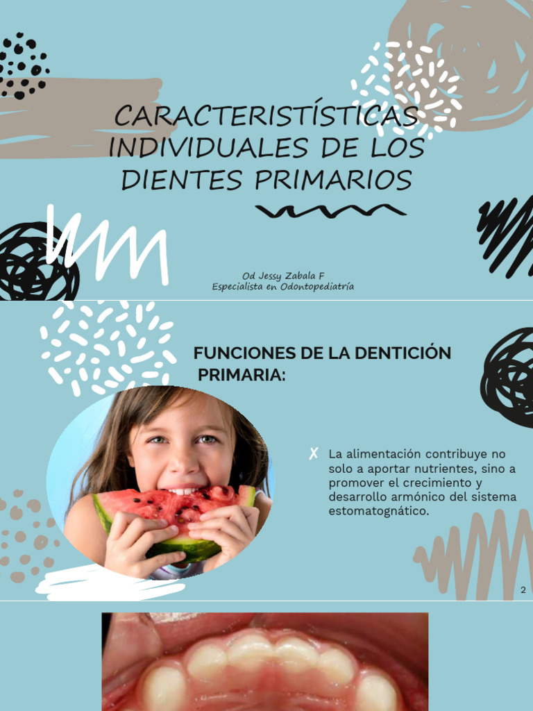 Morfologia Denticion Primaria PDF | PDF | Anatomia dental | Diente