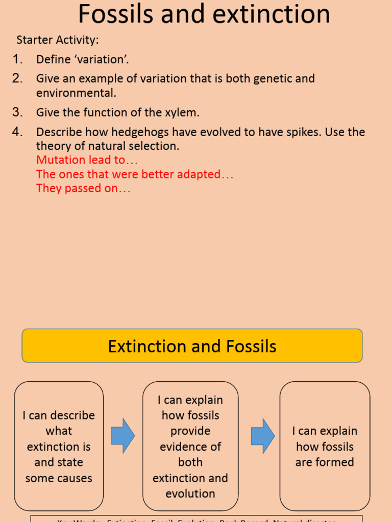 SV Fossils and Extinction | PDF | Extinction | Fossil