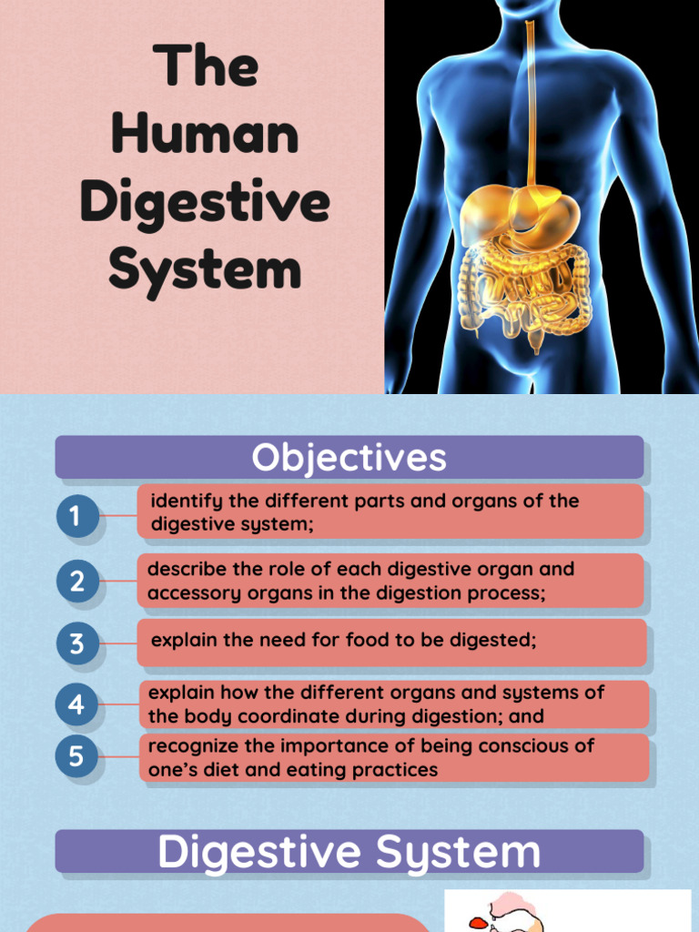 The Human Digestive System | PDF | Digestion | Human Digestive System