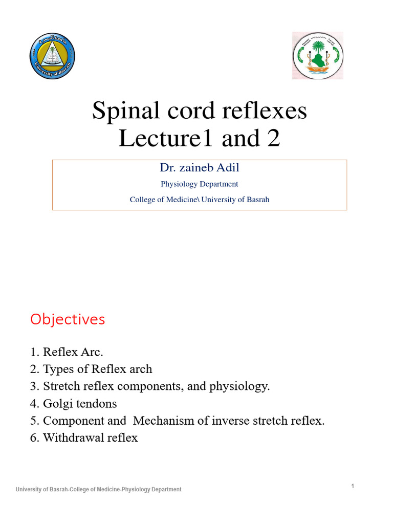 L 1+2 spinal cord reflexes... - | PDF | Motor Neuron | Neurophysiology