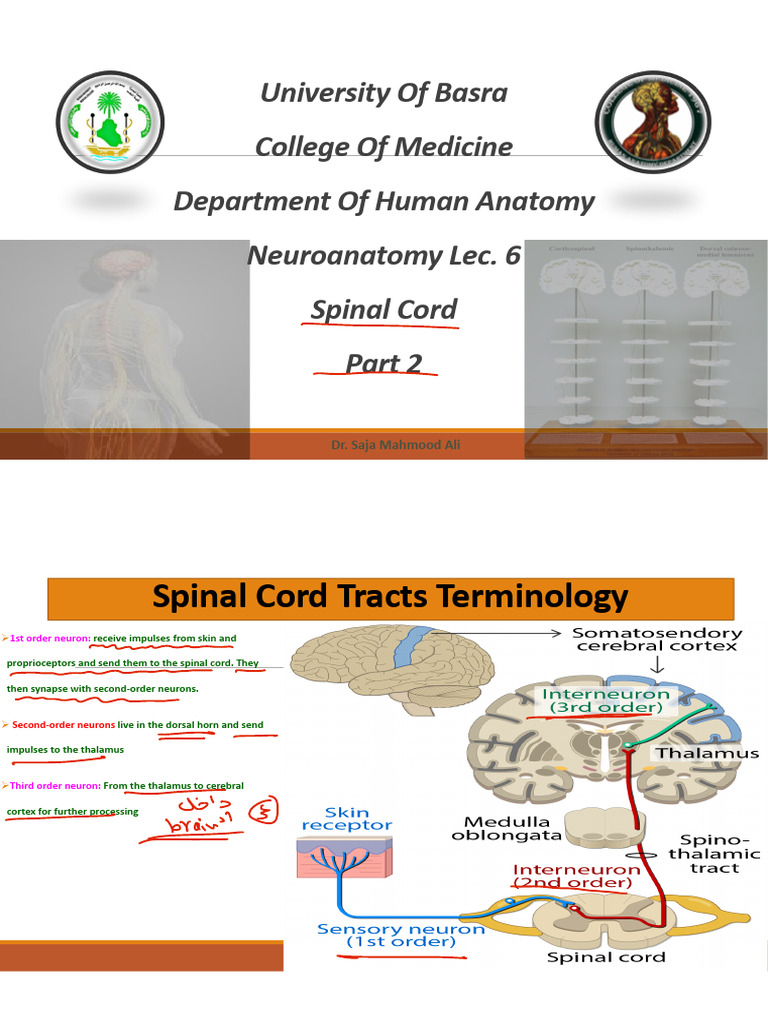 Neuro L 16 | PDF | Spinal Cord | Central Nervous System