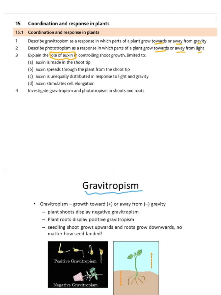 Chapter 15 (Co-Ordination in Plants) | PDF
