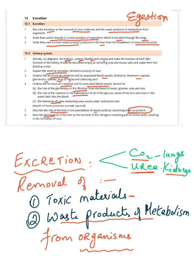 Chapter 13 (Excretion) | PDF