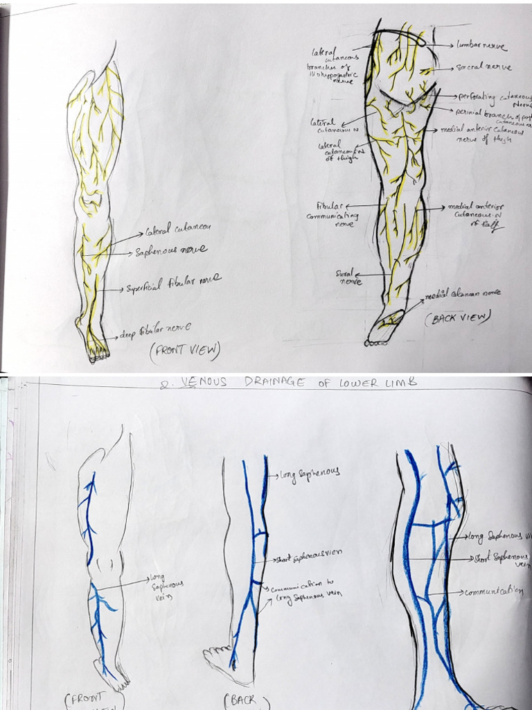 Gross Lower Limb | PDF