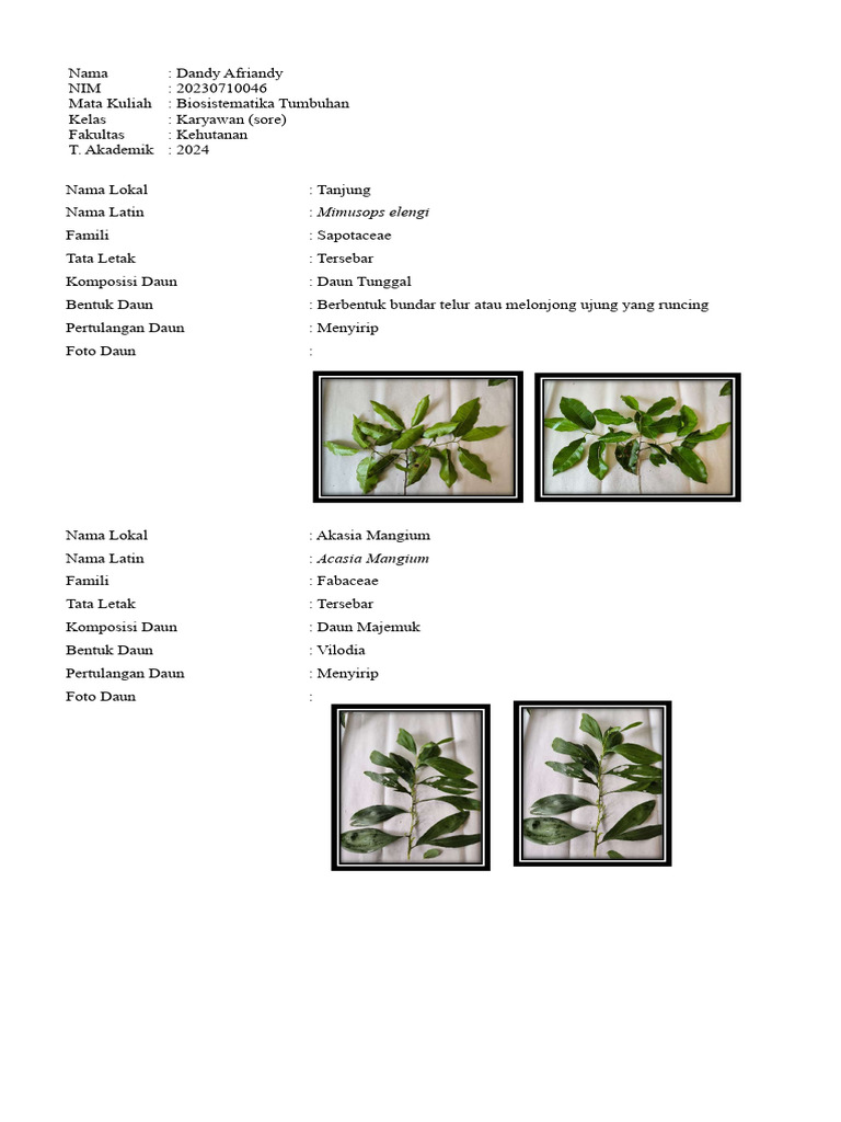 Tugas Individu Morfologi Daun - Dandy Afriandy - 20230710046 - Biosistematika Tumbuhan | PDF ...