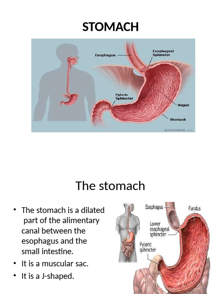 2 Stomach | Download Free PDF | Stomach | Digestive System