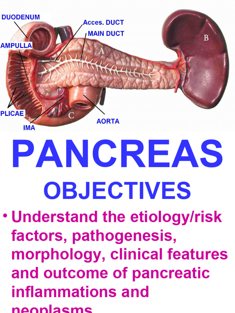 Ch19-Pancreas - Mod3 | PDF | Pancreas | Pancreatic Cancer
