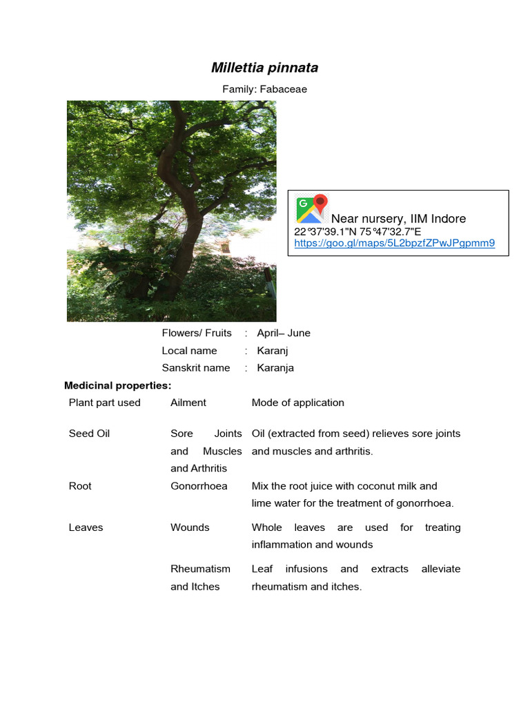 Medicinal Uses of Millettia pinnata | PDF