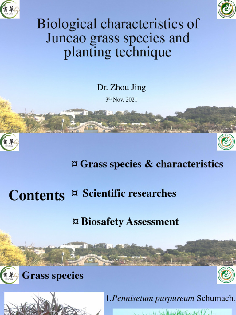 Juncao Grass: Traits & Planting Guide | PDF | Root | Plants