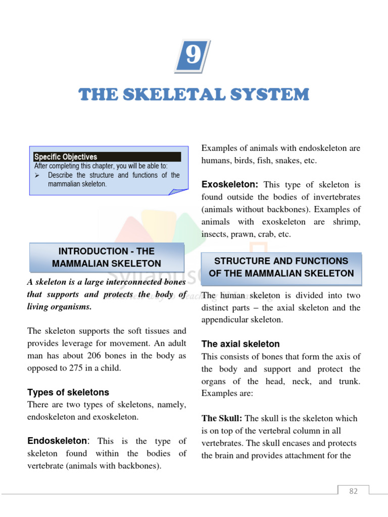 A1.0.8 The Skeletal System | PDF | Vertebral Column | Skeleton