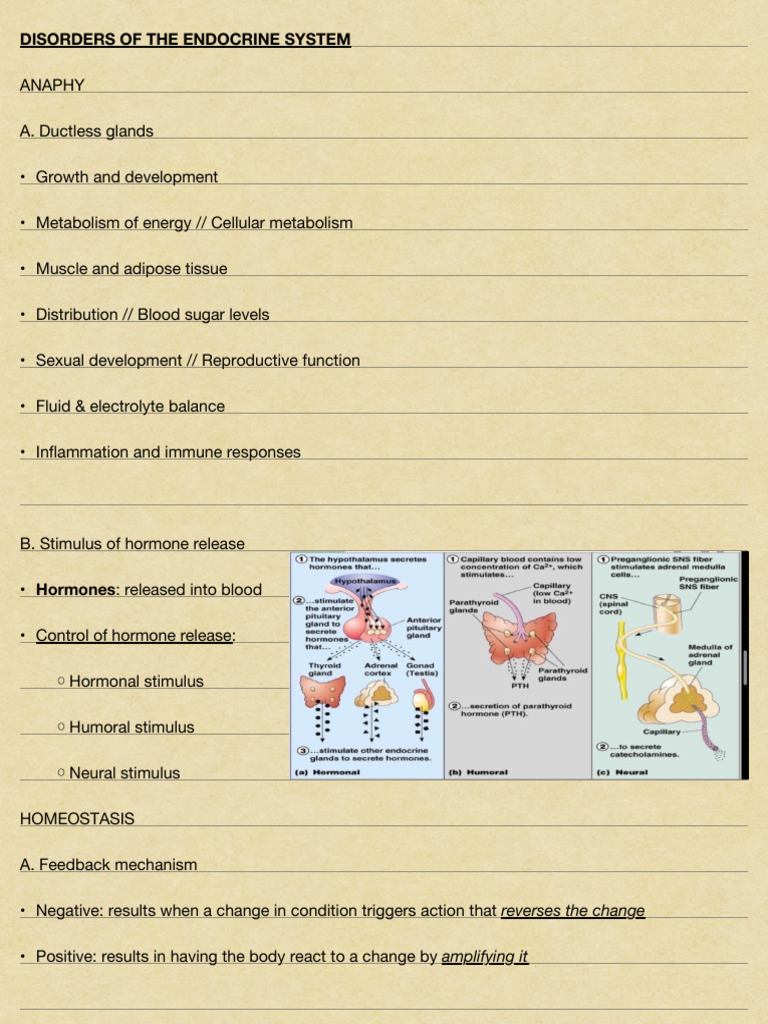 Endocrine | PDF | Thyroid | Adrenal Gland