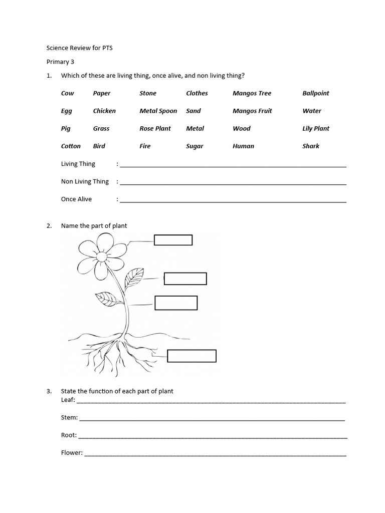 Primary 3 Science Review Guide | PDF | Plants | Water
