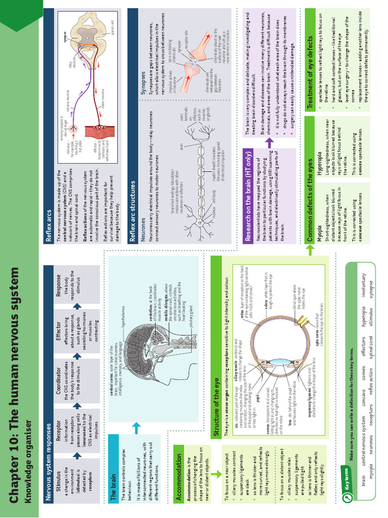 B10 | PDF | Central Nervous System | Nervous System