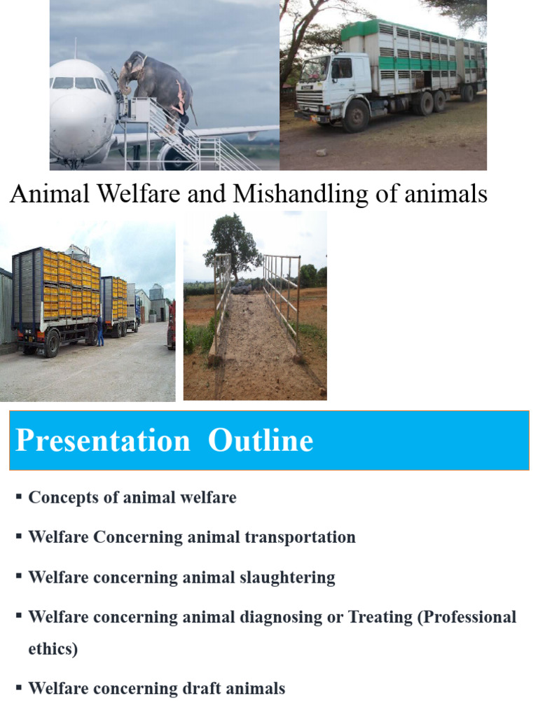 Animal Welfare: Transportation and Slaughter | PDF | Animal Welfare