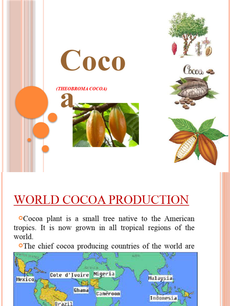 Cocoa | PDF | Chocolate | Drink