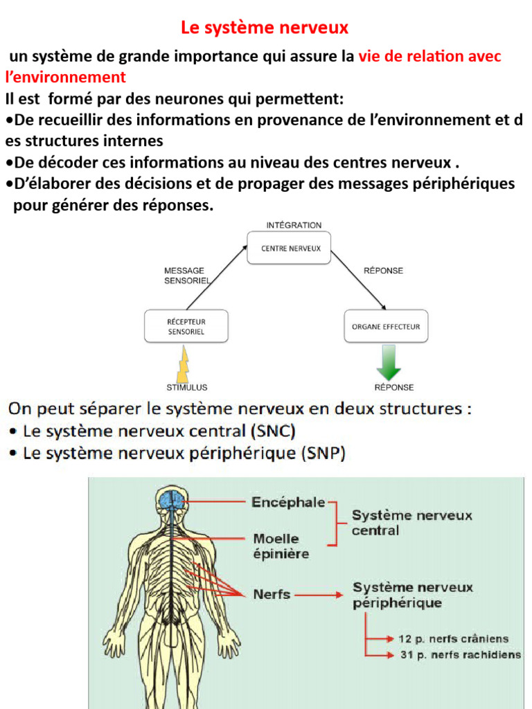 Systeme Nerveux | PDF | Système nerveux | Nerf