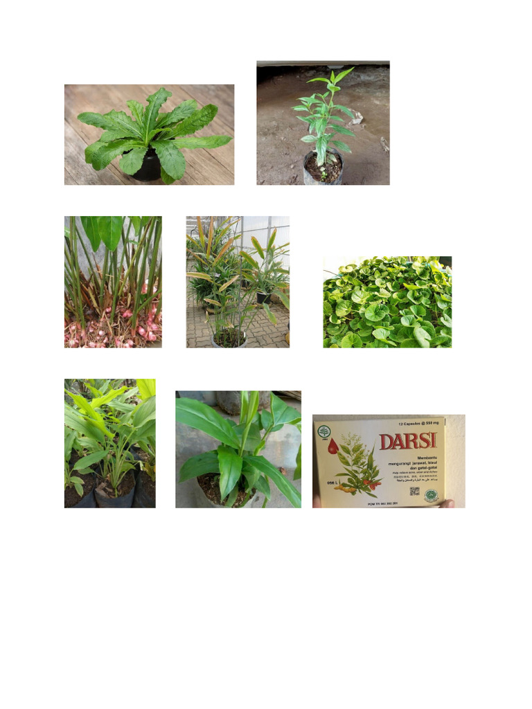 Foto Tugas Botani | PDF