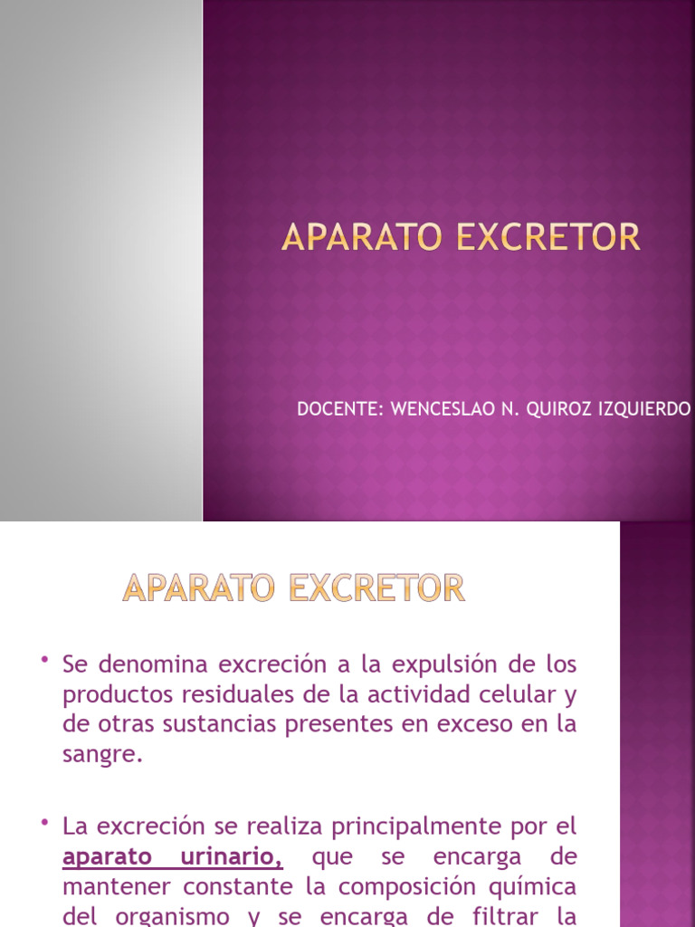 Aparato Excretor | PDF | Riñón | Sistema urinario