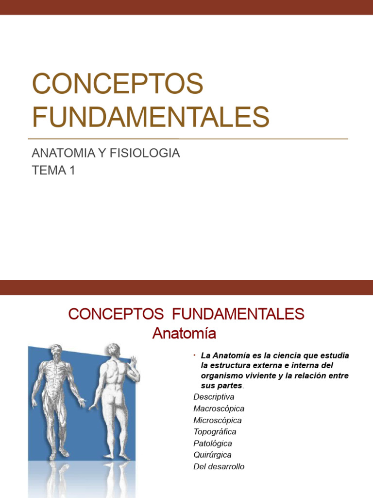 Anat. Generalidades y Conceptos | PDF | Anatomía | Biología Celular)