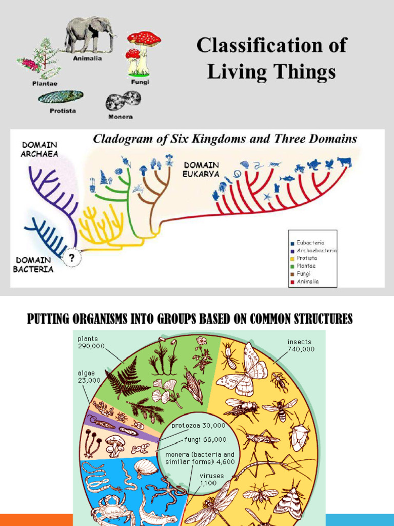 Classification of Living Organisms | PDF | Taxonomy (Biology) | Cell ...