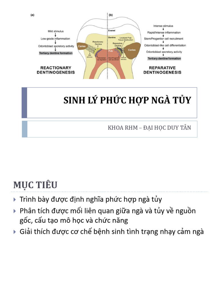 Slide 10 - Sinh Lý Phức Hợp Ngà Tủy | PDF