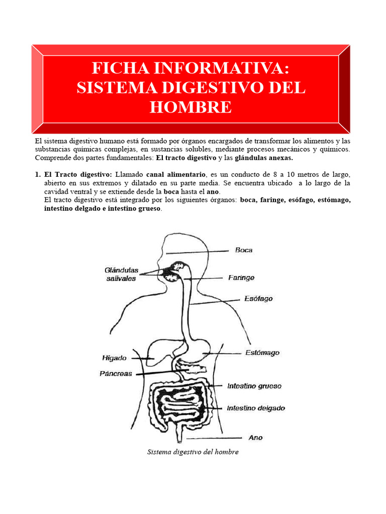 Anatomía y Función del Sistema Digestivo | PDF | Sistema digestivo ...