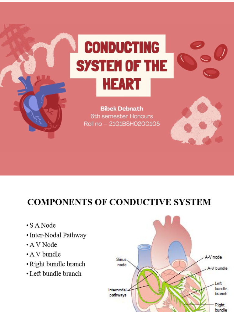 Conducting System of Heart | PDF | Atrium (Heart) | Depolarization