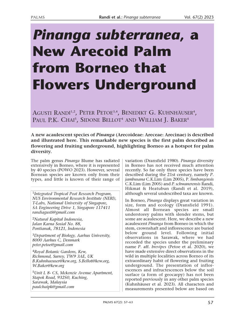Randi Et Al. 2023 Pinanga Subterranea PALMS | PDF | Leaf | Borneo