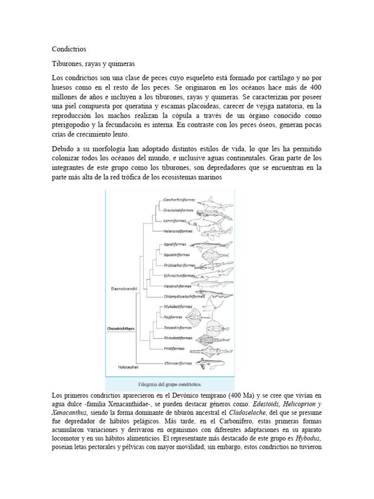 Características de los condrictios | PDF | Tiburones | Zoología