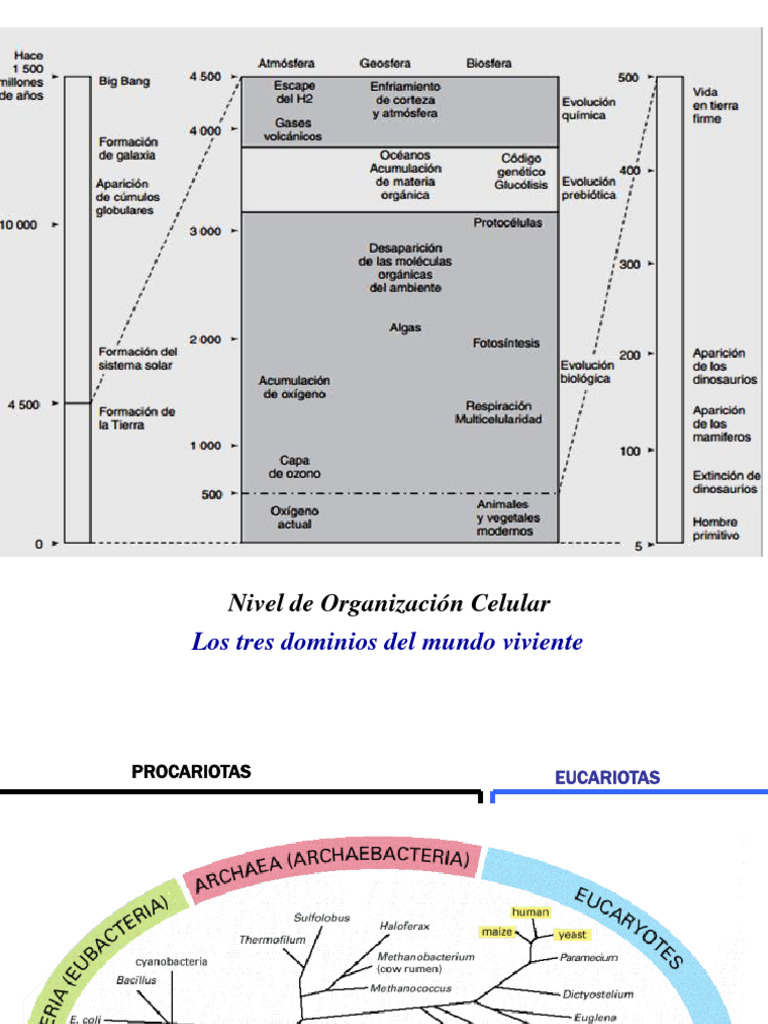 Membrana Celular - Comunicacion Intercelular 2019 | PDF | Señal ...