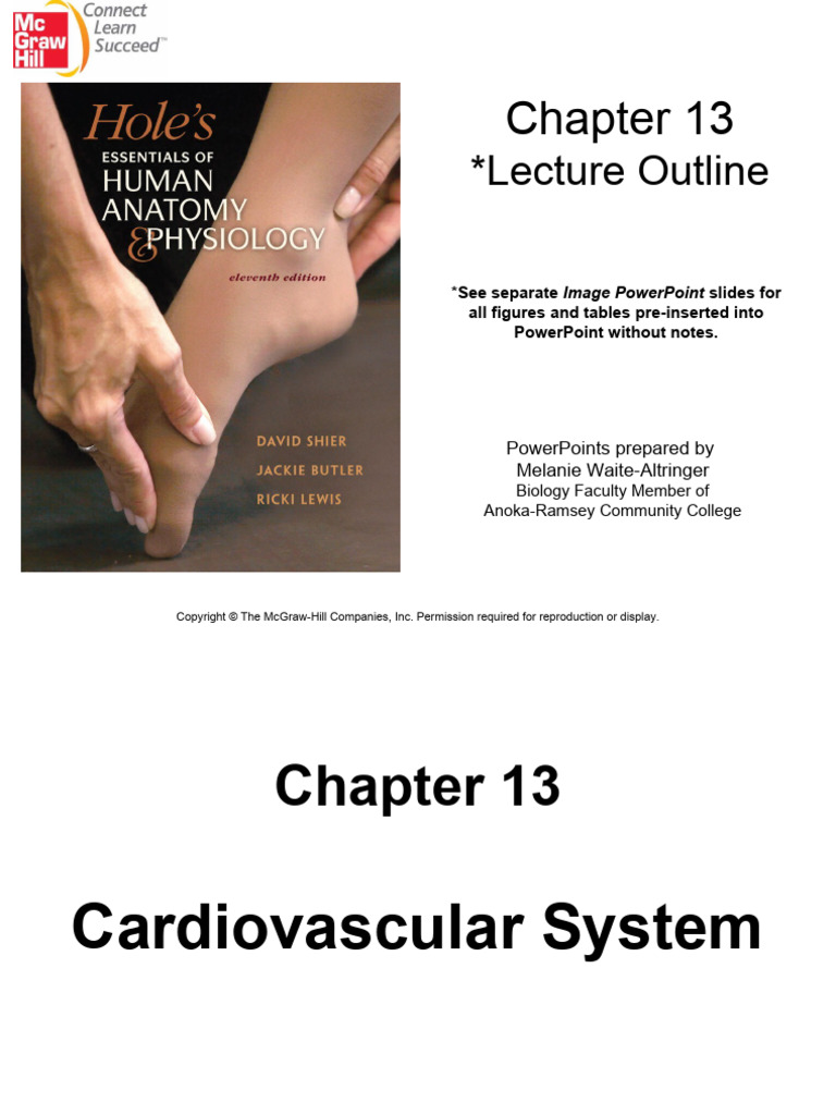 Chapter 13 - Cardiovascular System | PDF | Heart Valve | Atrium (Heart)