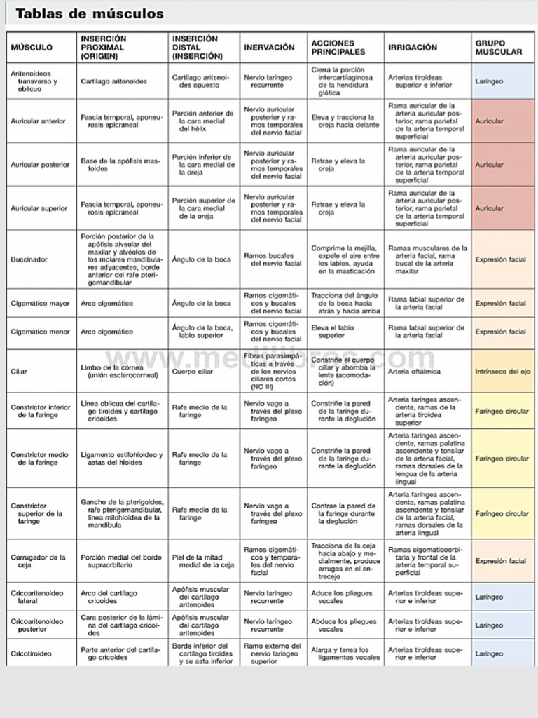 Cuadro de Músculos Netter | PDF