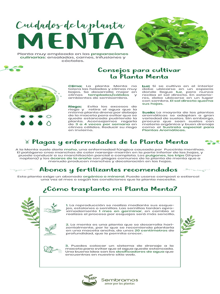 Guía de cuidados para la planta menta | PDF | Mentha | Fertilizante