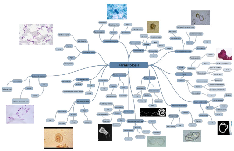 Olvera Chávez César-Parásitos | PDF