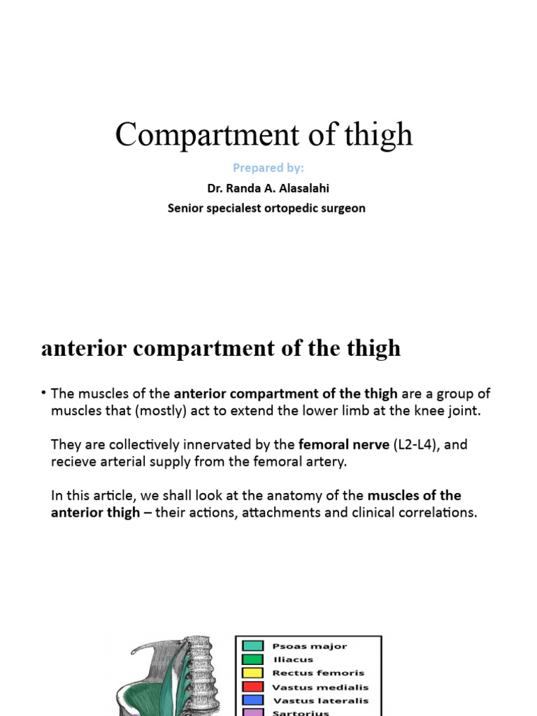 Anatomy of Thigh Muscle Compartments | PDF | Human Leg | Knee