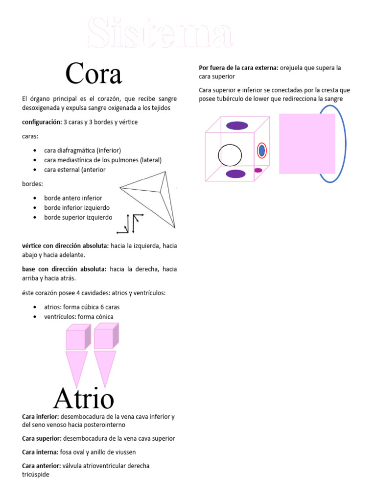 El Órgano Principal Es El Corazón | PDF