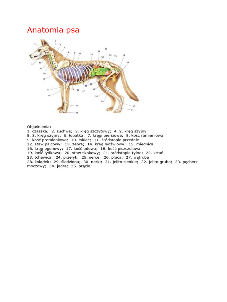 Anatomia Psa | PDF