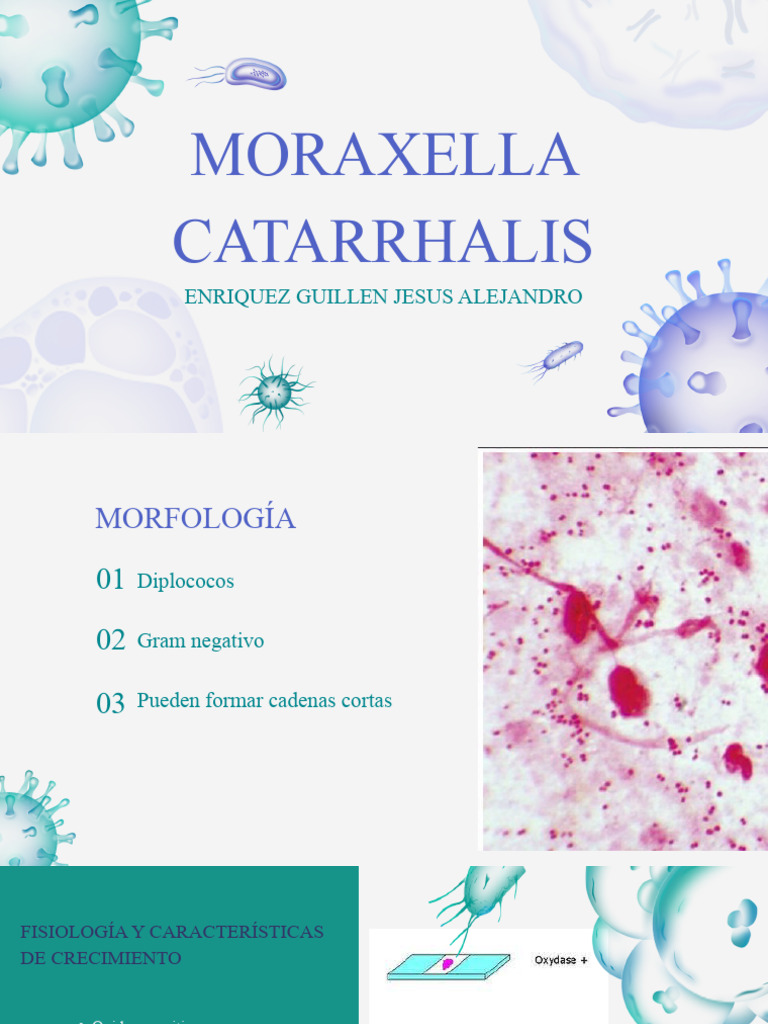 6-Moraxella Catarrhalis | PDF | Bronquitis | Especialidades Medicas