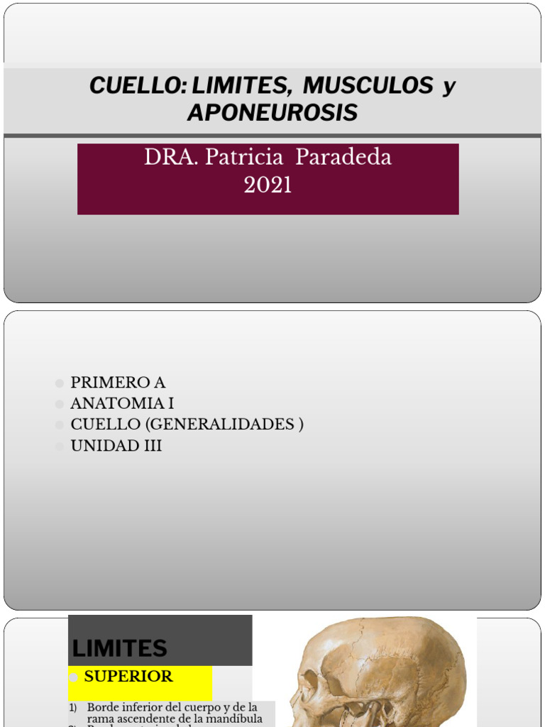 Anatomía del Cuello: Límites y Vértebras | PDF | Tejido suave | Sistema ...