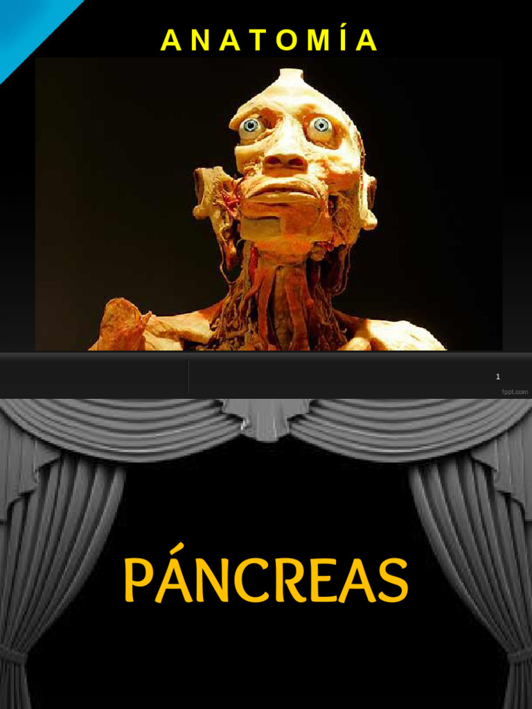 Páncreas 2 | PDF | Páncreas | Gastroenterología