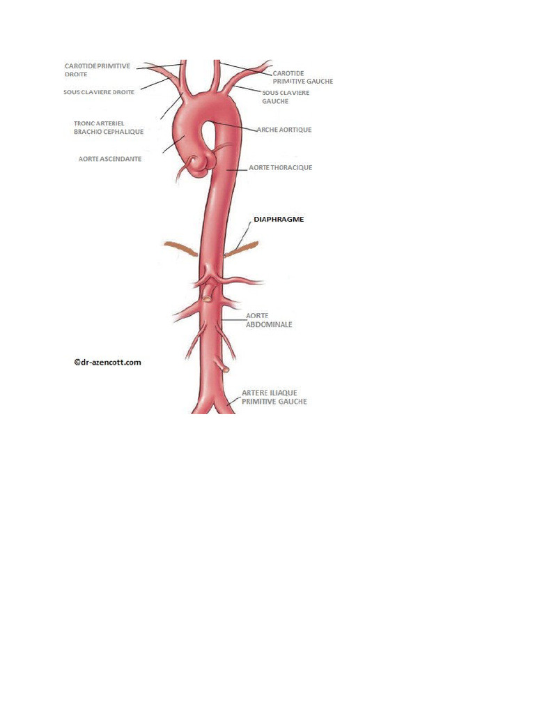 Anatomie Aorte Thoracique | PDF