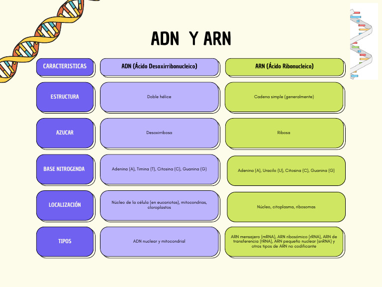 Estructura y Tipos de ADN y ARN | PDF