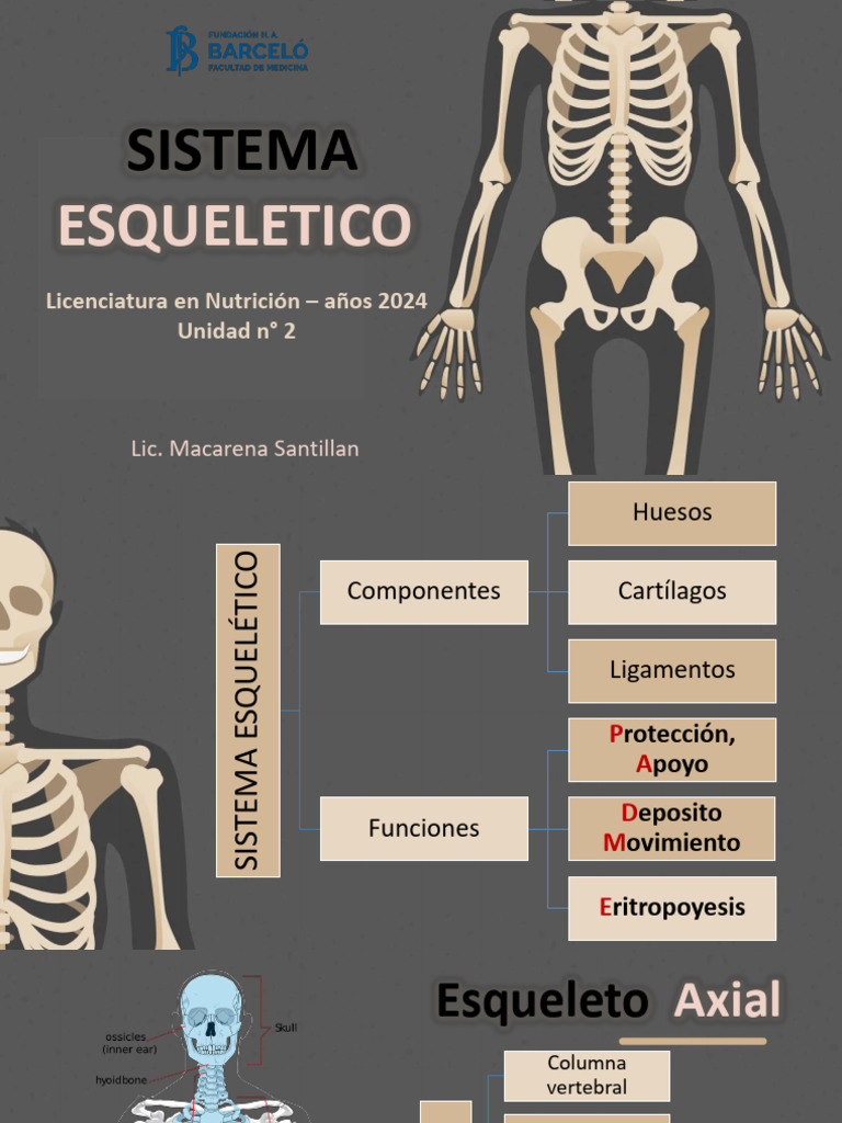 Clase #3 Sisst. Oseo | PDF | Cráneo | Esqueleto