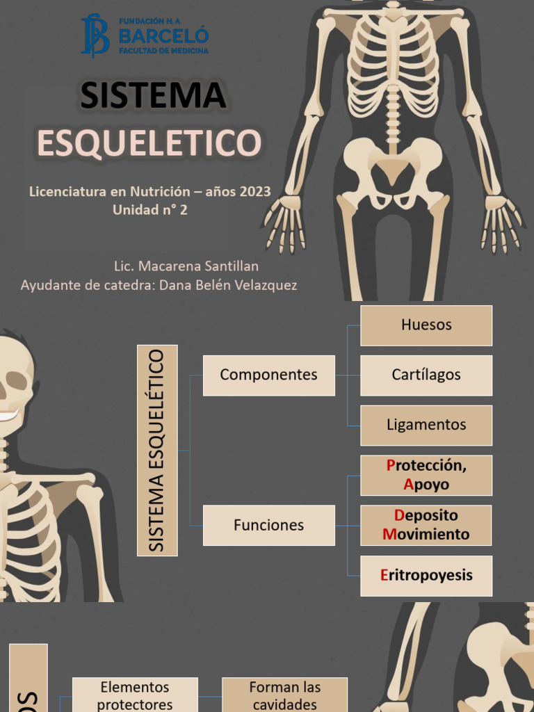 Clase #3 Sist. Oseo Parte 2 | PDF | Esqueleto | Hueso
