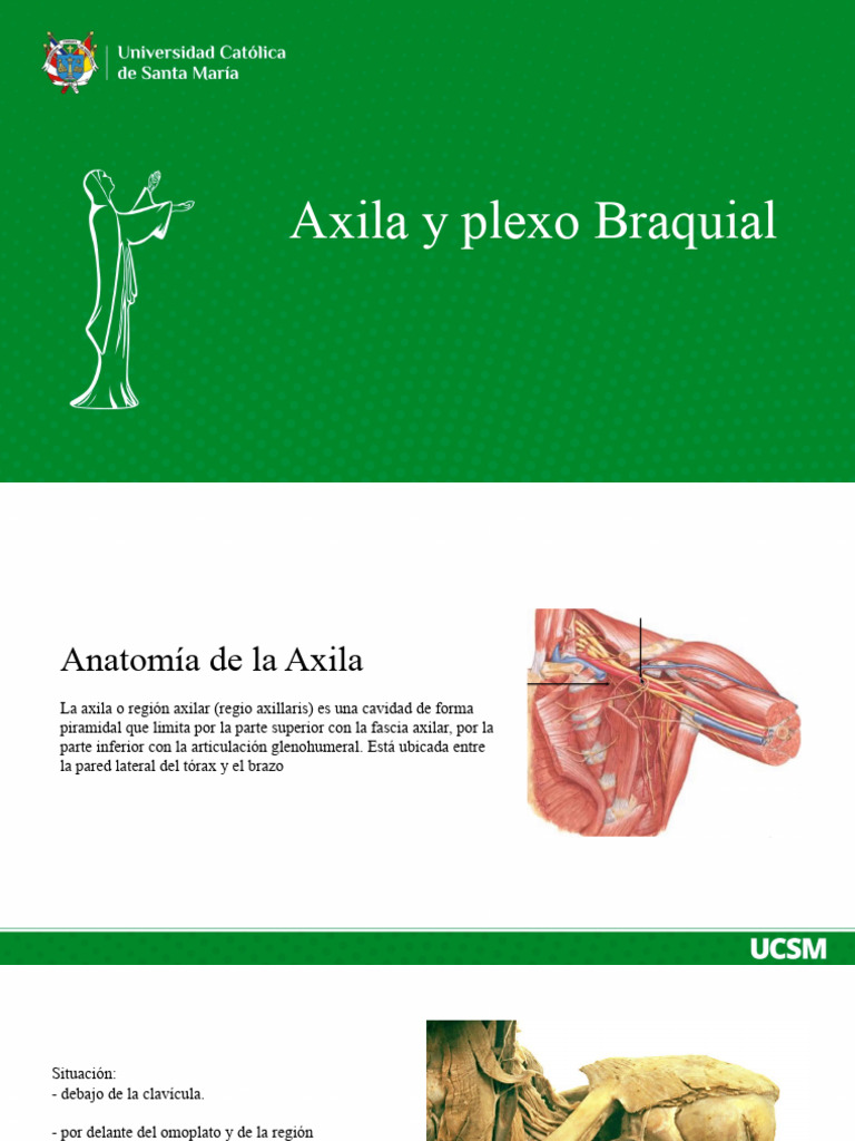 Anatomia de La Axila y Plexo Braquial 2020 | PDF | Anatomía | Anatomía ...