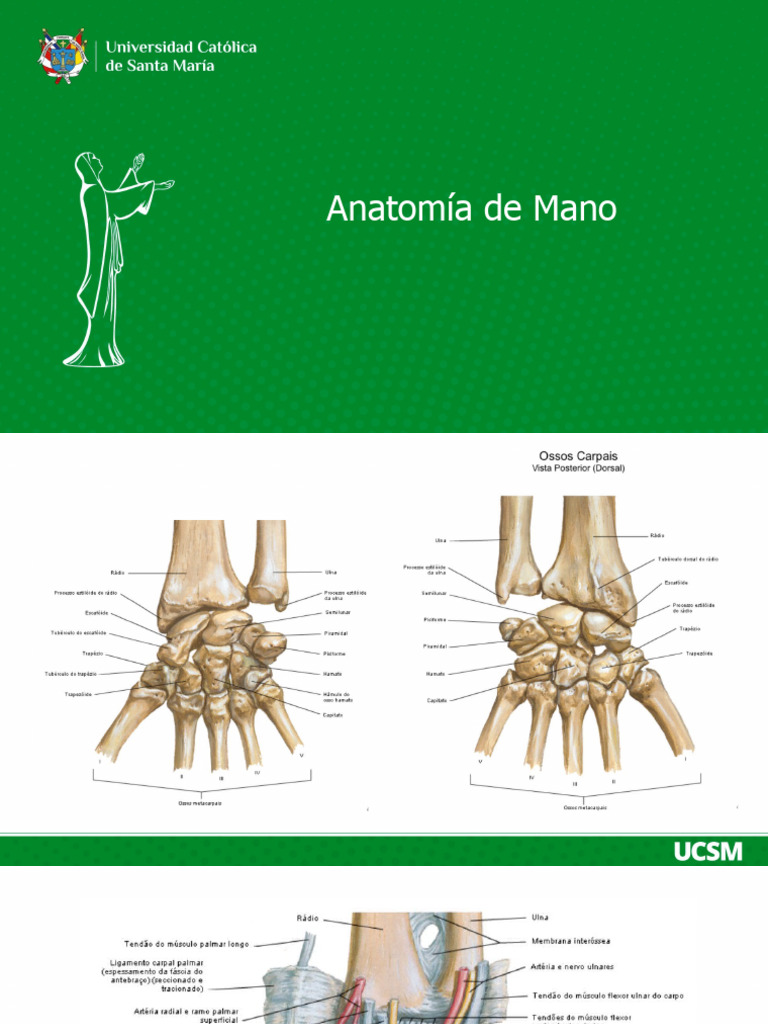 Anatomia De Mano 2020 Pdf Mano Extremidades Anatomía