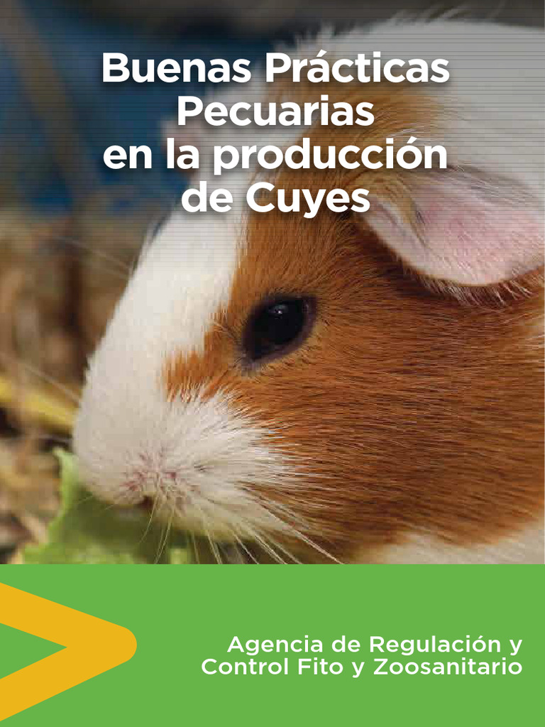 Buenas Prácticas en Crianza de Cuyes | PDF | Alimentos | Residuos